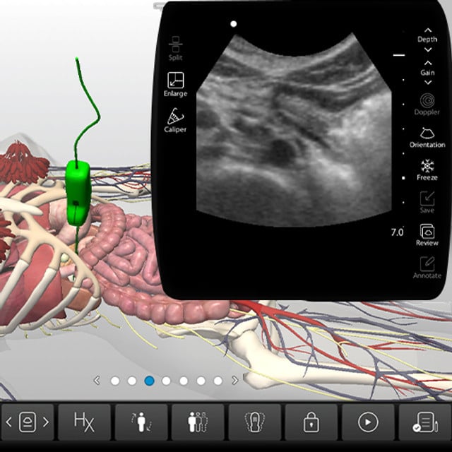 GI Tract Anatomy & Physiology Ultrasound Training | SonoSim